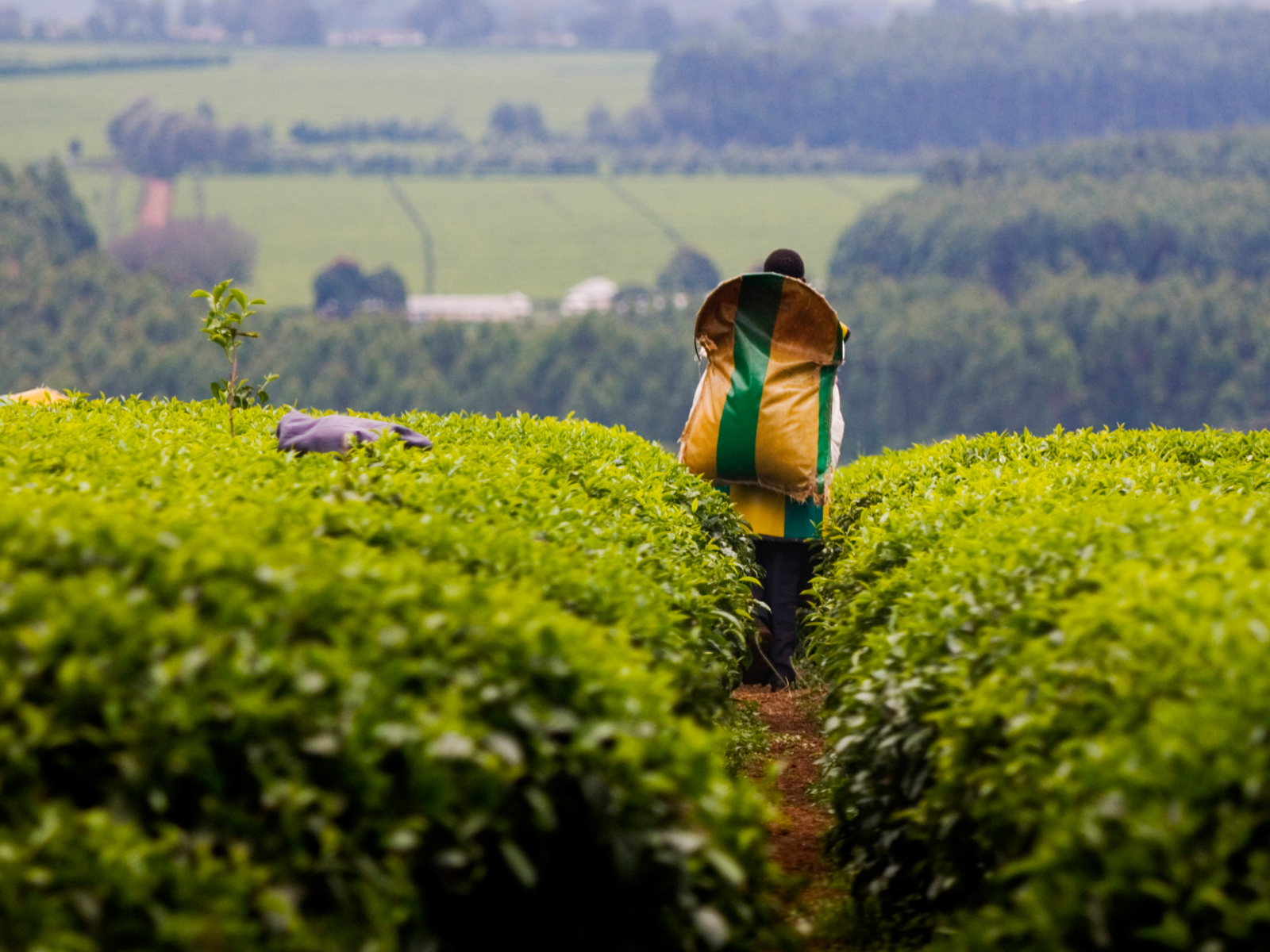 Empowering Women in Kenya’s Tea Sector: Adapting...