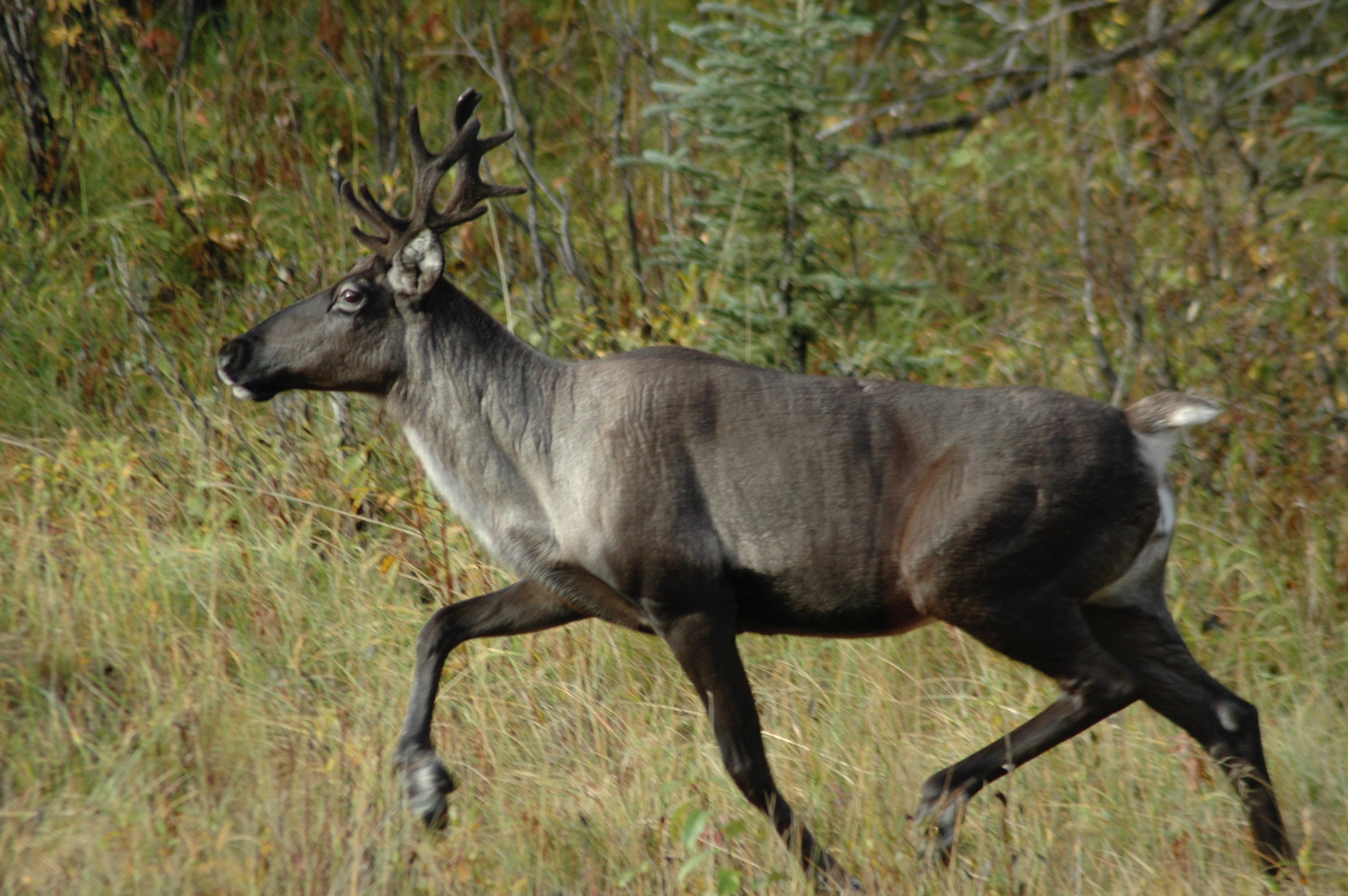 Caribou Cookies Help ‘Bring Back the Wild’ in Northern Alberta | 3BL Media