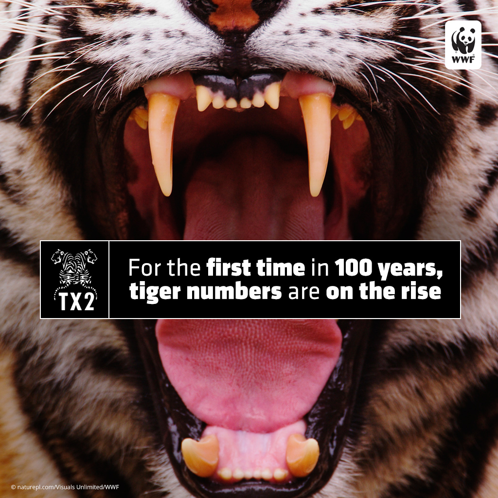 WWF & Leonardo DiCaprio: For the First Time in 100...
