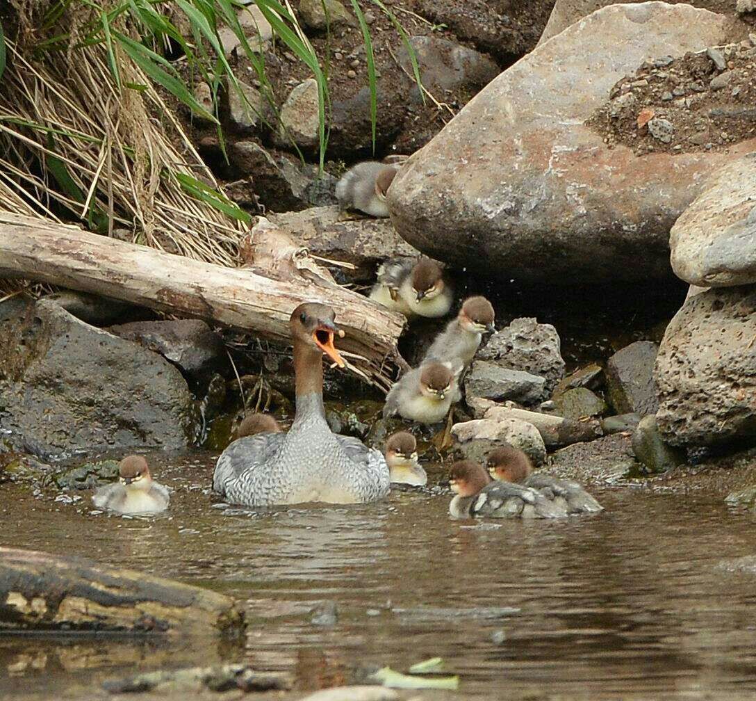 Endangered Ducks in China Find Refuge in Chevrolet Volt...