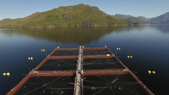 Salmon Farming: The Bigger Picture