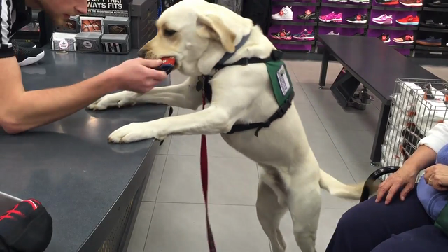 How a Service Dog Buys Socks